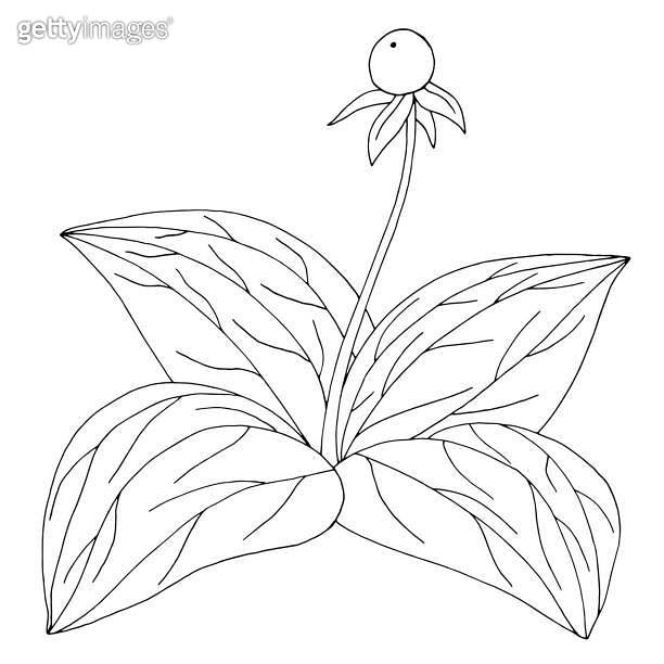 Raven eye plant graphic black white isolated sketch illustration vector ...