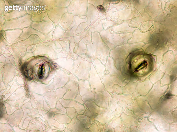 leaf under the microscope showing stomata - optical microscope x400 ...