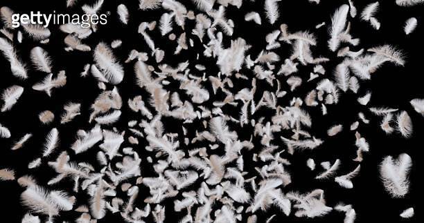 Atop the dark backdrop, white feathers are scattered, creating a ...