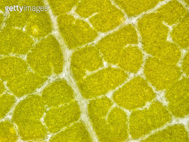 maple tree leaf in autumn under the microscope - fall leaf under the ...