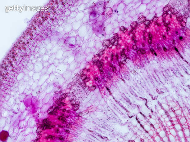 linden stem (Tilia platyphyllos) cross section under the microscope ...