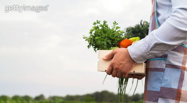 A male organic farmer stands in a vegetable field, holding a wooden box ...
