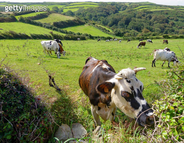 Cotentin peninsula in late summer 이미지 (1713030385) - 게티이미지뱅크