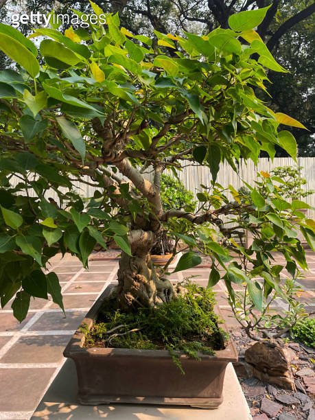 Full frame image of fig (ficus) bonsai tree being displayed on concrete ...