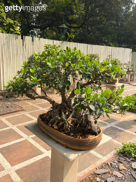 Close-up image of fig (ficus) bonsai tree being displayed on concrete ...