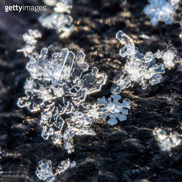 perfect real snowflakes on an icy black background. Snowflake on a ...