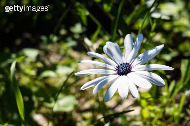 White flower with purple center of Osteospermum fruticosum. Cape daisy ...