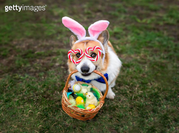 portrait cute corgi dog in easter pink bunny ears holding a basket of ...