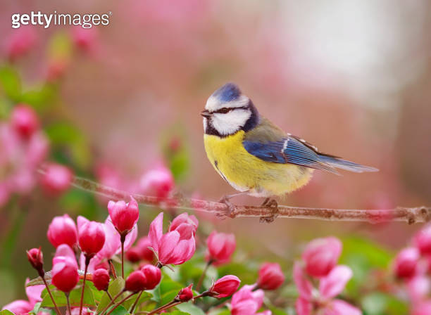 a small azure songbird in a spring flowering garden sits on an apple ...