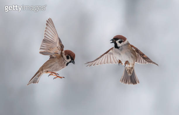 two small sparrow birds flap their wings and feathers and fight in ...