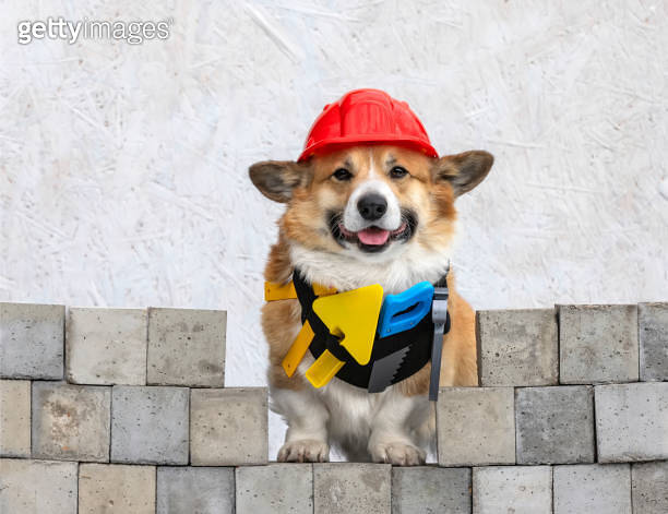 cute working dog corgi in a construction helmet and with a set of tools ...