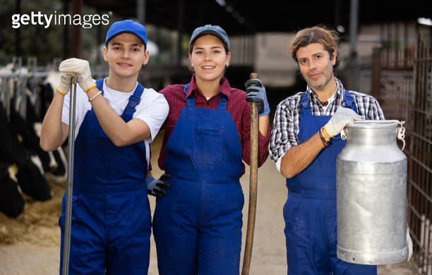 Three dairy farm workers with pitchforks and can of milk stand in ...