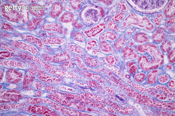 Histological Pancreas human, Liver human, Vermiform appendix human and ...