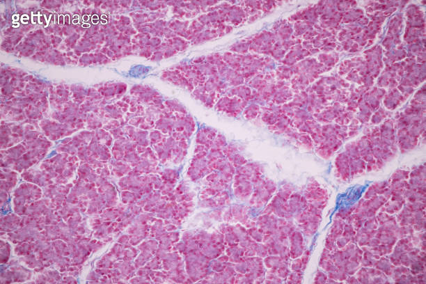 Histological Pancreas human, Liver human, Vermiform appendix human and ...