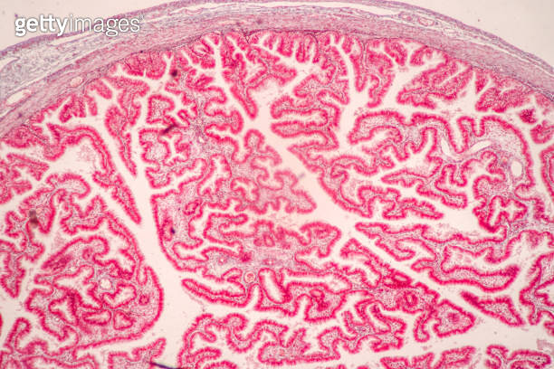 Histological Uterus human, Uterine tube human, Placenta human and ...
