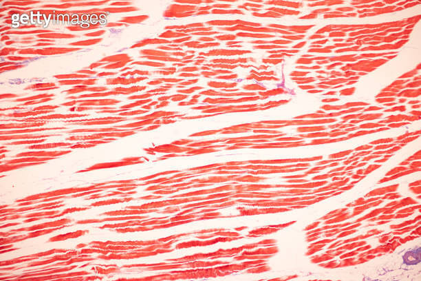 Striated muscle human under the microscope. 이미지 (1559511100) - 게티이미지뱅크