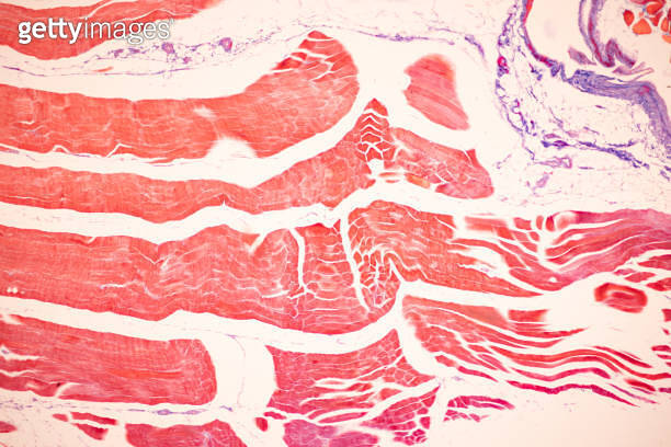 Striated muscle human under the microscope. 이미지 (1559511117) - 게티이미지뱅크