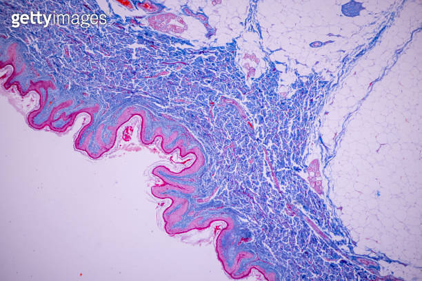 Characteristics Tissue of Human scalp, Skin human from general body ...
