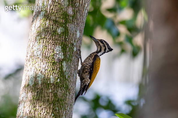 The beauty of the Order Piciformes in the nature of Thailand. 이미지 (1783012386) - 게티이미지뱅크