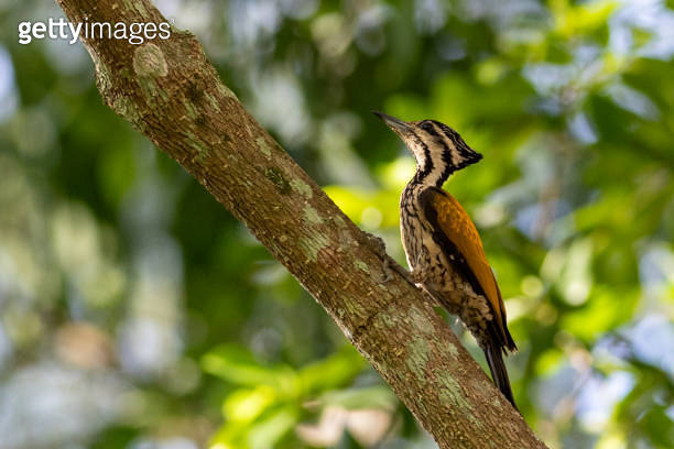 The beauty of the Order Piciformes in the nature of Thailand. 이미지 (1783012387) - 게티이미지뱅크