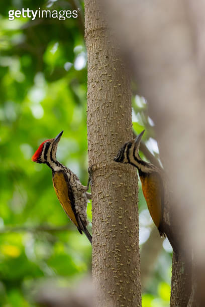 The beauty of the Order Piciformes in the nature of Thailand. 이미지 (1783012392) - 게티이미지뱅크