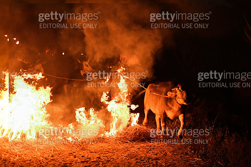 The age-old ritual of cows being made to run on fire during the Makar ...
