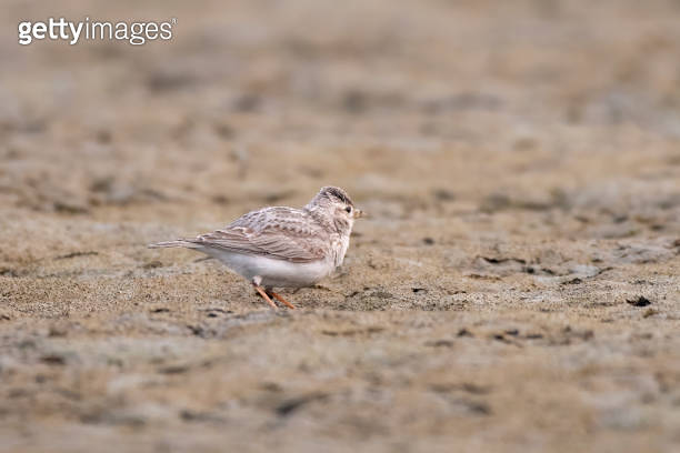 Sand lark or Alaudala raytal observed in Gajoldaba in West Bengal ...