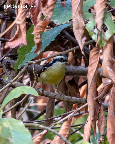 Red-tailed minla or Minla ignotincta observed in Rongtong in West ...