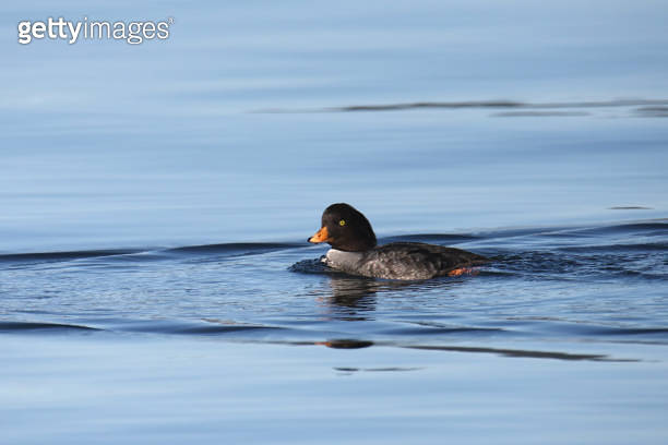 Barrow's Goldeneye (female) (bucephala islandica) swimming in the ocean ...