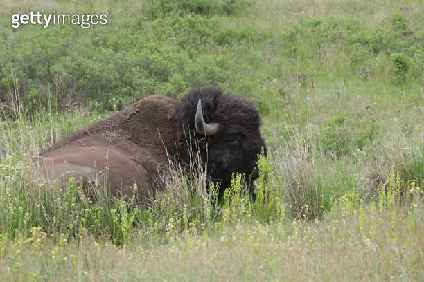 Plains Bison (buffalo) sitting in a grassy meadow 이미지 (1775079361) - 게티 ...