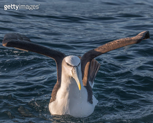 NZ White-capped Albatross (mollymawk) (1599605067) - 게티이미지뱅크