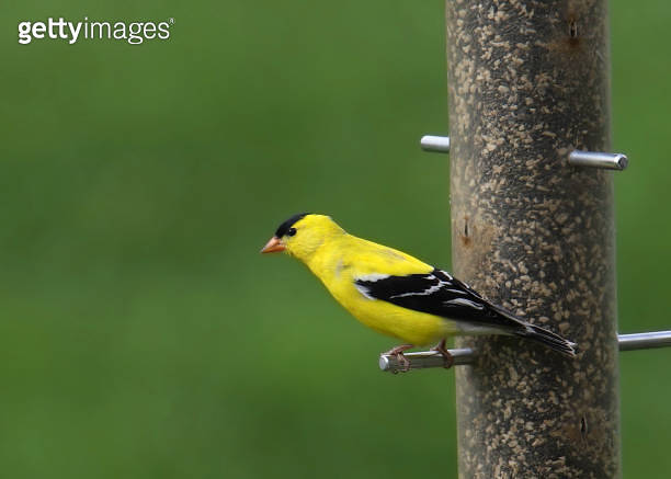 American Goldfinch (male) (spinus tristis) eating from a cylinder bird ...