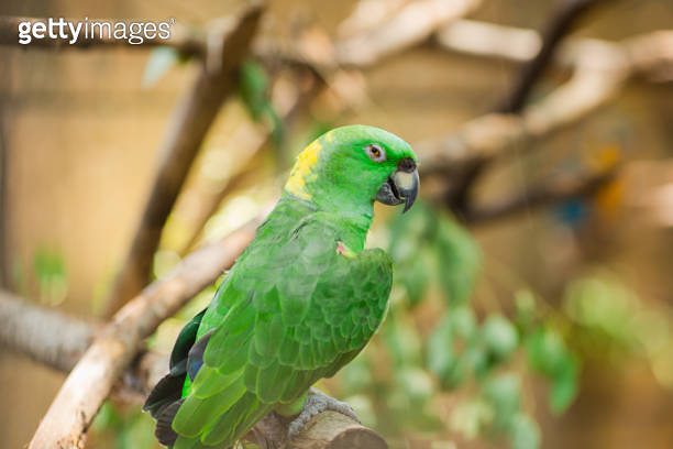 Vibrant Green, Yellow-Naped Amazon Parrot Bird in a Tropical Outdoor ...