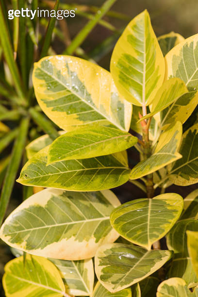 Yellow & Green Leaves on an India Rubber Ficus Altissima 'Golden Gem ...