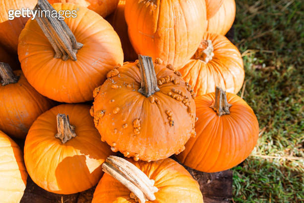 Bright Orange Bumpy & Smooth Pumpkins at a Pumpkin Patch in Golden ...
