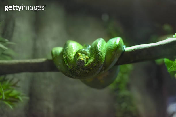The green tree python (Morelia viridis), also known as the emerald ...