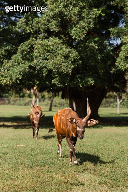 Gorgeous Carmel-Colored Striped Bongo Animals Outdoors in South Florida ...