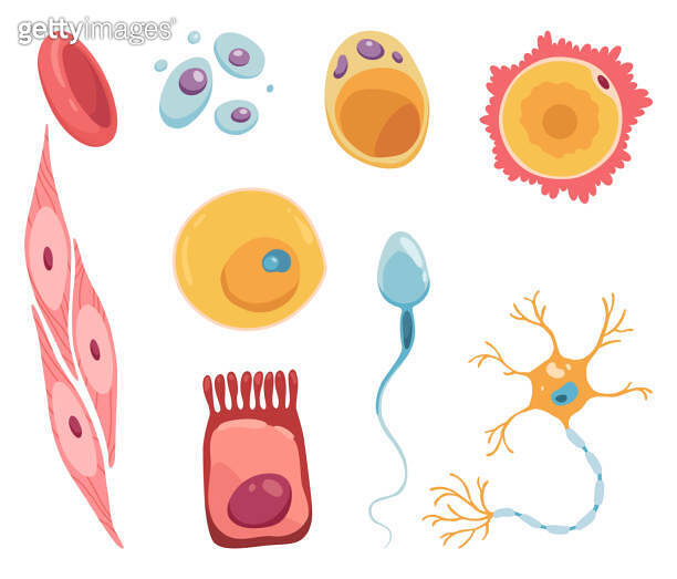 Different human cell types icon set. Medicine and biology illustrative ...
