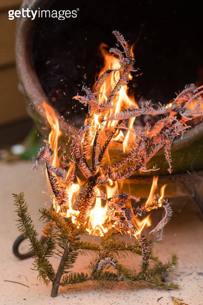 Flaming Christmas Tree Pine Branch Standing Upright as it Burns on the ...