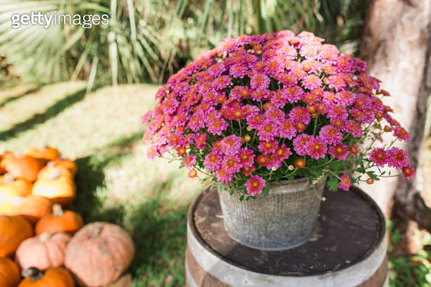 Rich Magenta Chrysanthemum Plant Also Known as Mums on a Wooden Barrel ...