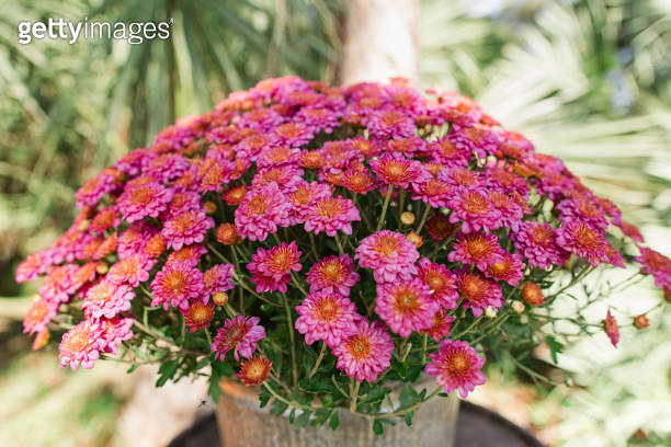 Rich Magenta Chrysanthemum Plant Also Known as Mums on a Wooden Barrel ...