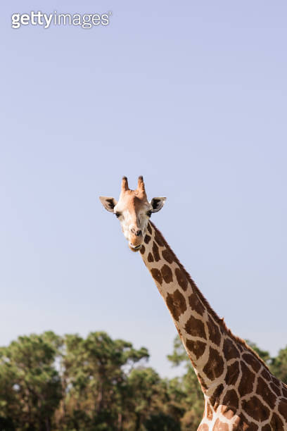 Tall Giraffes in an Open Field Surround by Lush Trees in South Florida ...