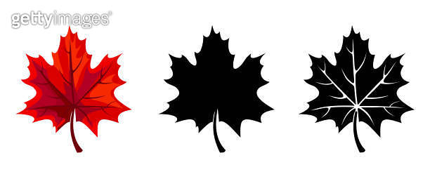 Maple leaves. Red maple leaf and black silhouettes of maple leaves ...