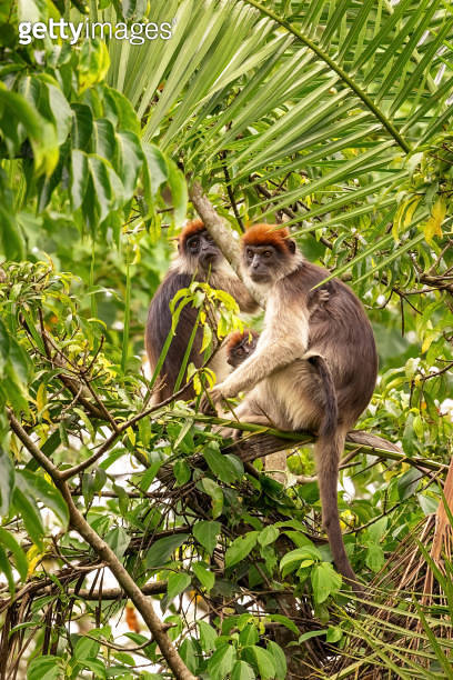 A family of Ugandan red colobus monkeys, (Piliocolobus tephrosceles ...