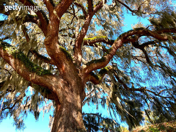 large south america tall spanish moss tree old southern live oak blue ...