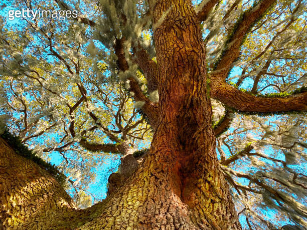 south america tall spanish moss tree large old southern live oak blue ...