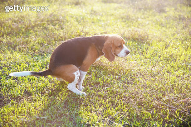 A tri-color beagle dog is pooping on the grass field. 이미지 (1857588696 ...