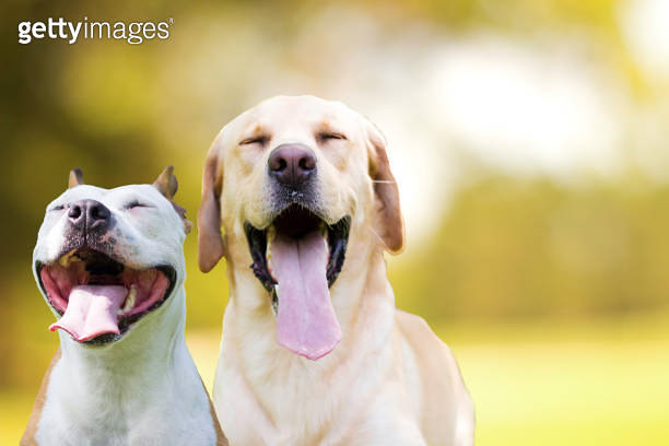 Two different smiling dogs with happy expression and closed eyes 이미지 ...
