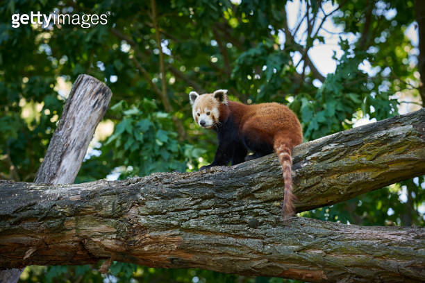 shy red panda, Ailurus fulgens on a tree trunk 이미지 (1735652167) - 게티이미지뱅크