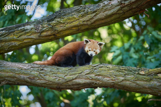 shy red panda, Ailurus fulgens on a tree trunk (1735652388) - 게티이미지뱅크
